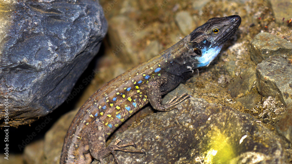 La Palma lizard, Sizeable lizard, Wall lizard, Lagarto Tizón, Gallotia ...
