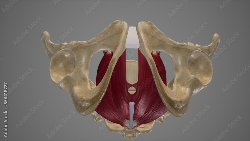 Anatomical Illustration of Pelvic Floor.3d rendering Stock Illustration ...