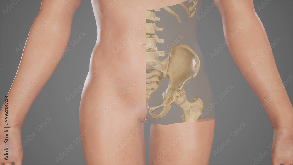 Surface Anatomy of Female Pelvis.3d rendering Stock Illustration | Adobe Stock