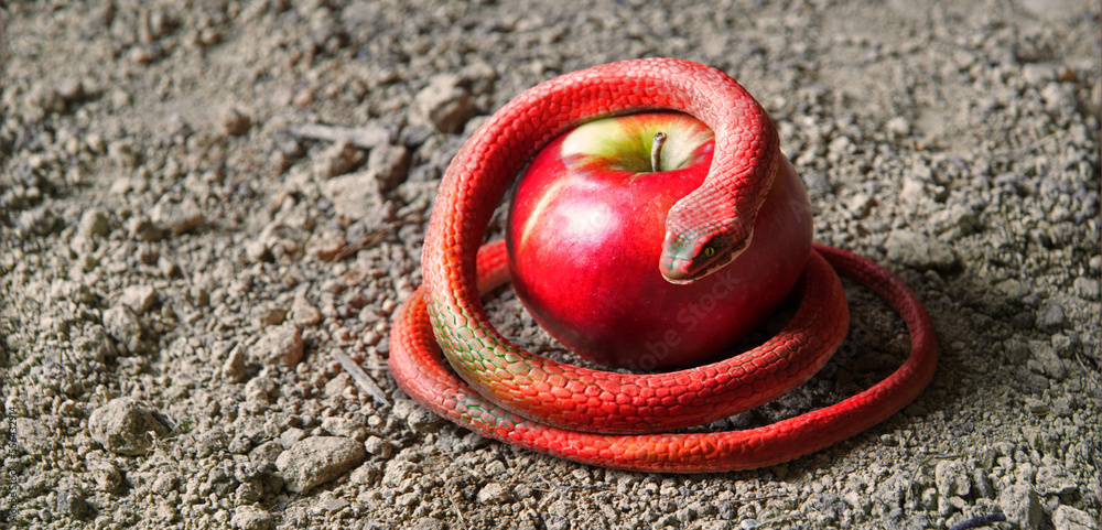 A snake wrapped around an apple as a symbol of temptation Stock Photo ...