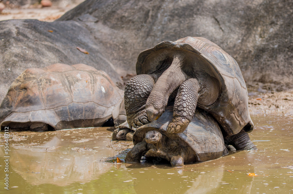 Gigantic Turtles in Seychelles, Rare Endemic Species, Giant Turtle ...