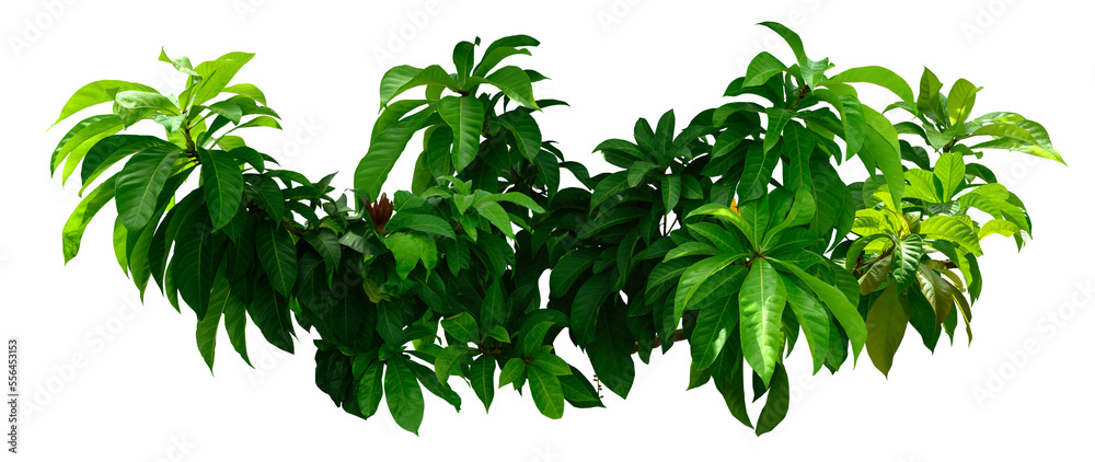 Plant leaves Green nature Tropical forest isolated on transparent ...