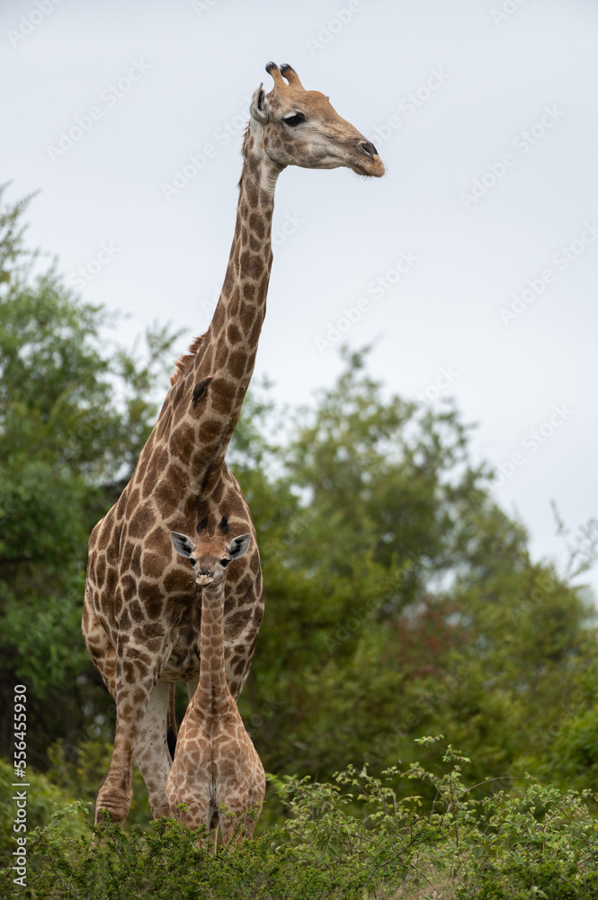 Giraffa camelopardalis giraffa - Giraffa giraffa giraffa - South ...