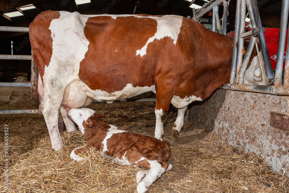 Veau venant de naitre en train de téter la vache afin de boire le ...