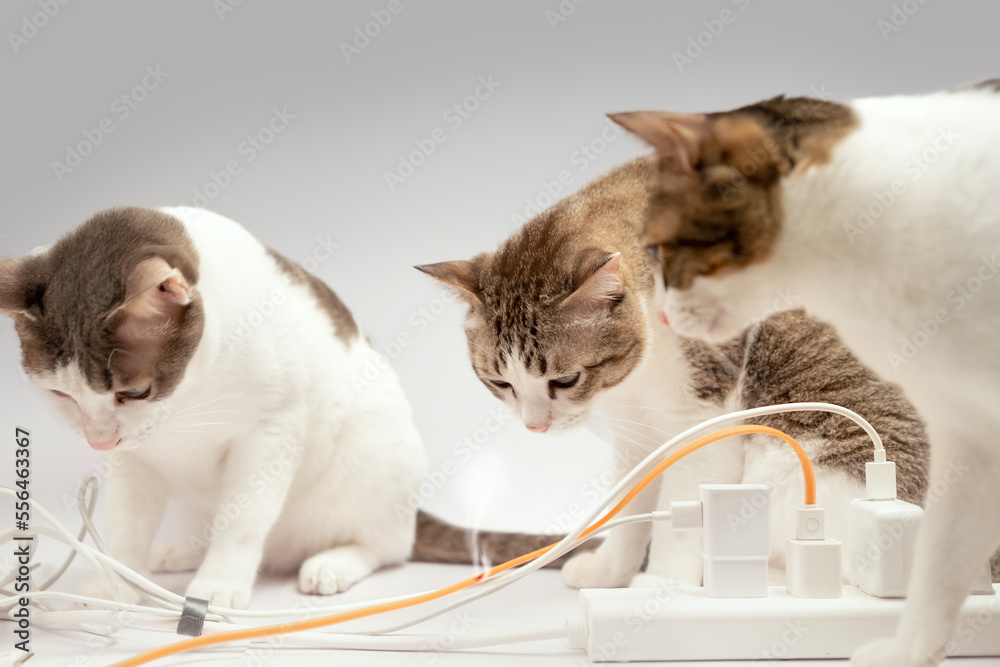 Many cats sit and watch the burning wires from the power outlet. Stock ...