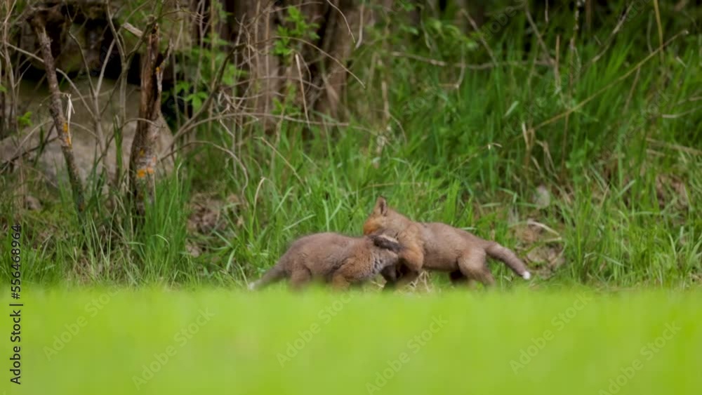 baby fox kitten puppies playing on a green field with litter mates ...