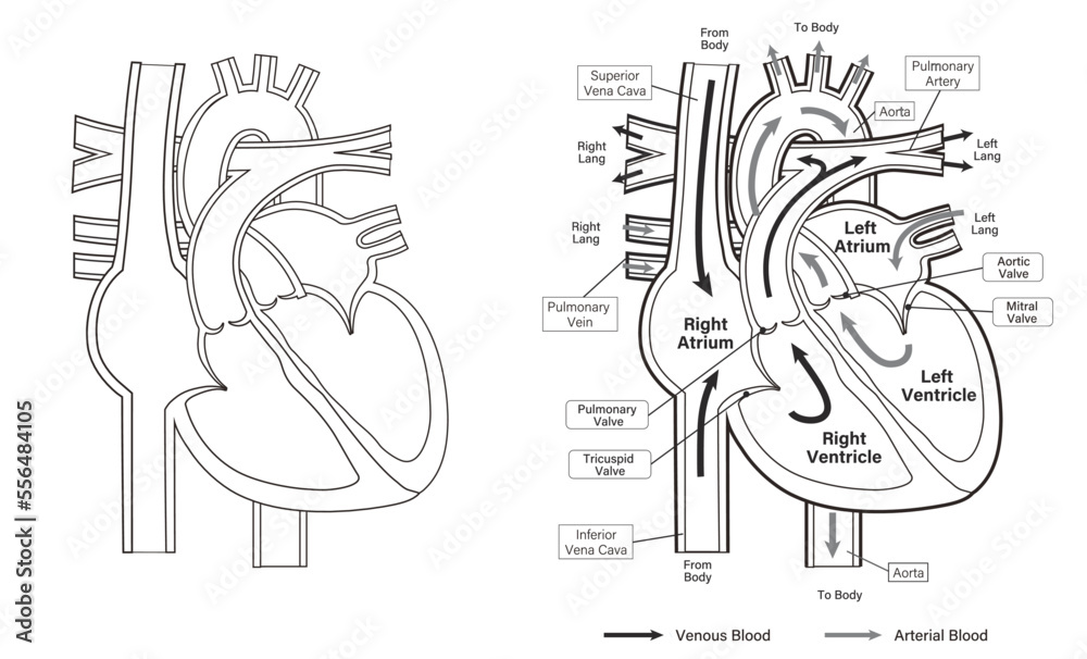 human heart anatomy monochrome vector illustration. Stock Vector ...