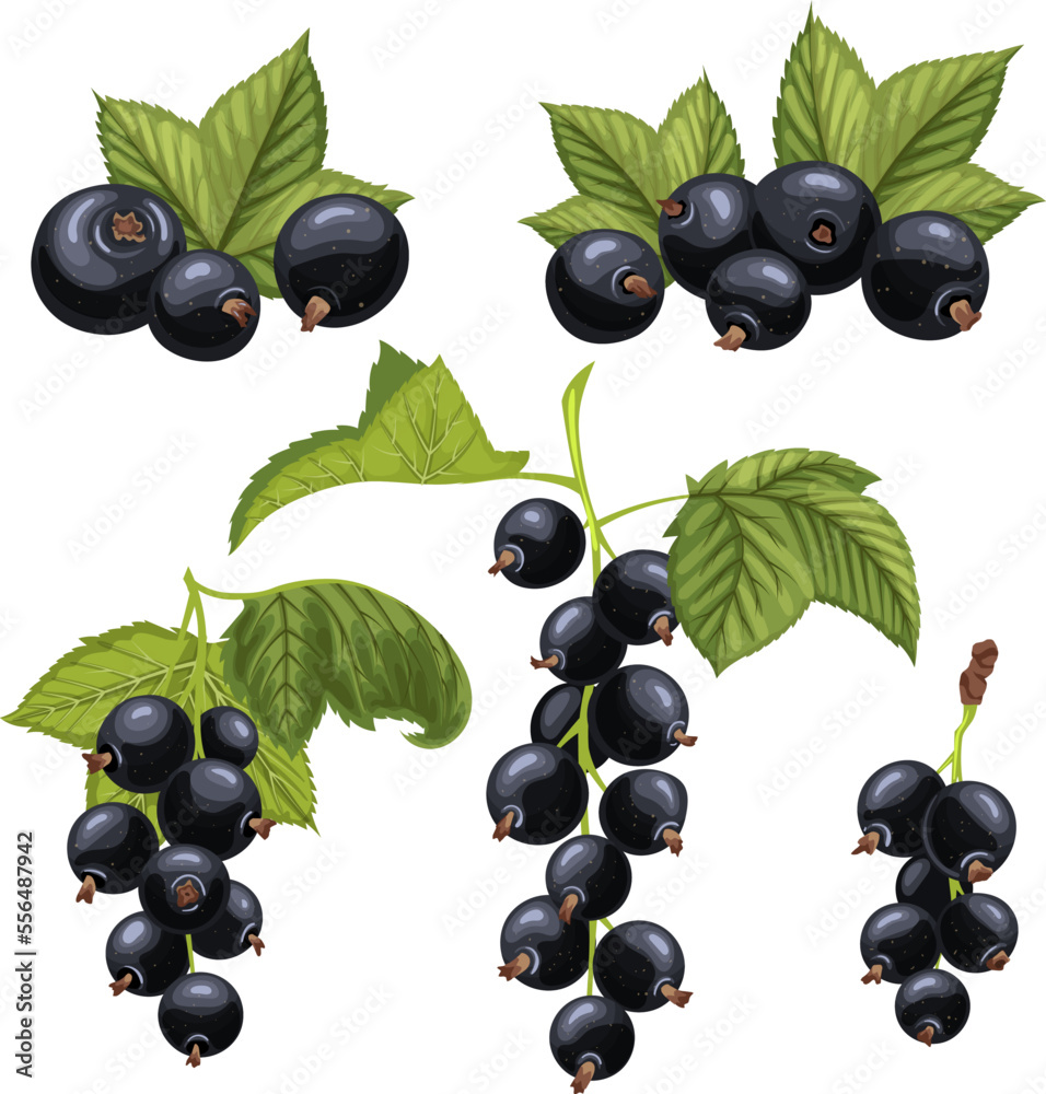 black currant berry set cartoon. blackcurrant leaf, fruit branch, ripe ...