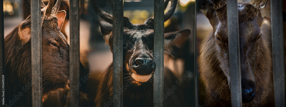 Protection of wildlife. Cruel treatment with elk, mammals. Welfare of ...