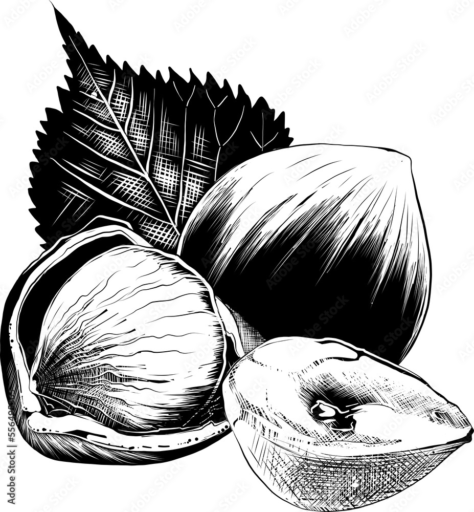 PNG engraved style illustration for posters, decoration and print. Hand ...