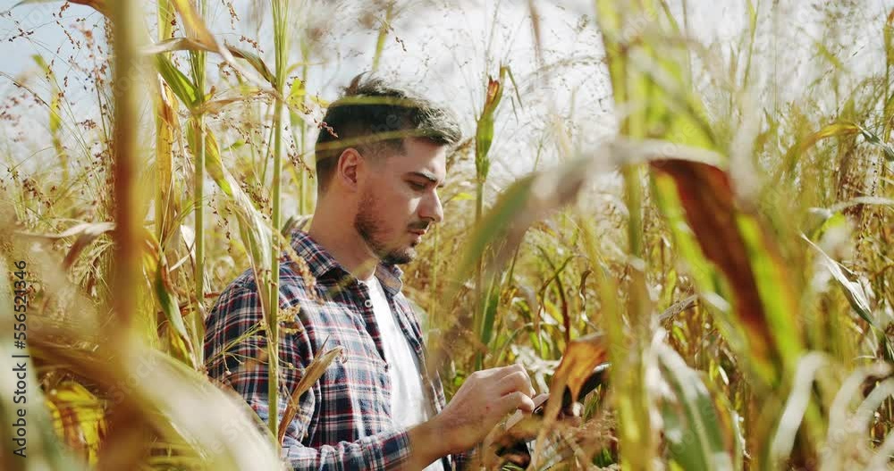 Business agriculture harvesting concept. Quality control green sorghum ...