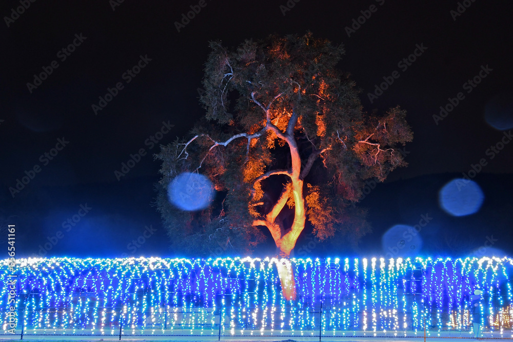 Real or imaginary? Uplit tree, LED lights and lens flare sprites Stock ...
