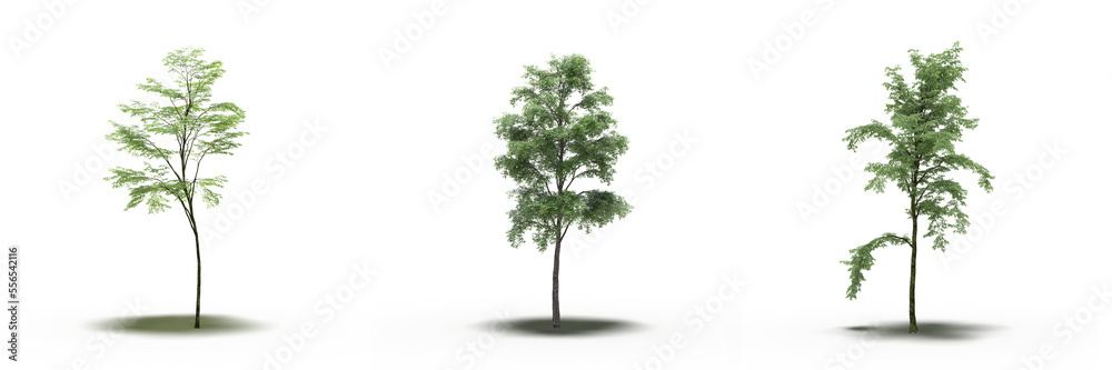 large tree with a shadow under it, isolated on a transparent background ...