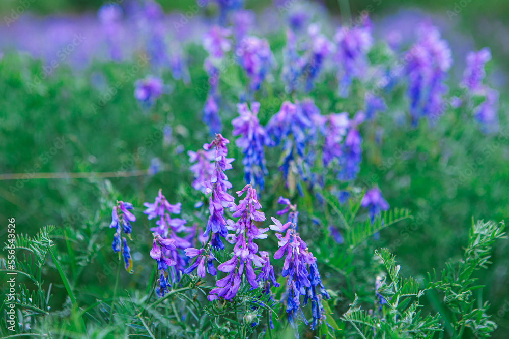 Foto de Winter vetch or hairy vetch growing outdoors, close-up of ...