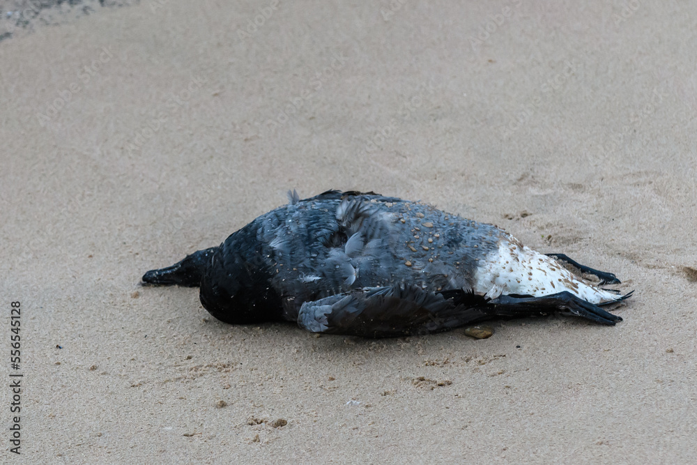 Selective focus photo. Dead body of brant goose bird lies on sand ...