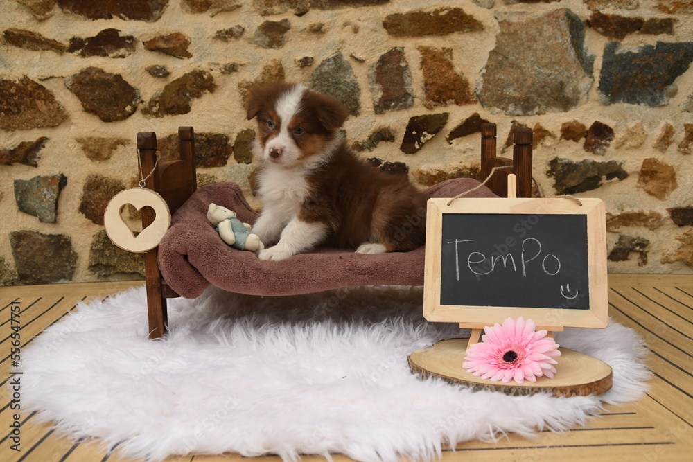 Chiot de race berger australien et américain dans la nature Stock Photo ...