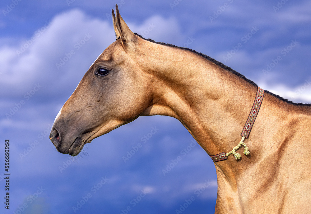 Buckskin akhal teke stallion portrait against blue dramatic cloudy sky ...