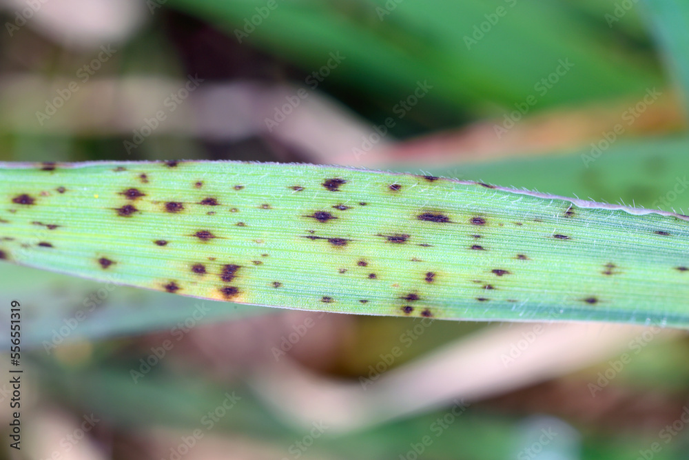 Net blotch of barley - fungal disease on barley. Can cause yield losses ...