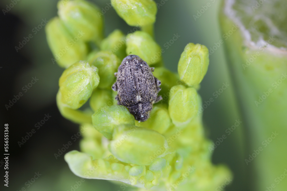 Ceutorhynchus pallidactylus (formerly quadridens) Cabbage Stem Weevil ...