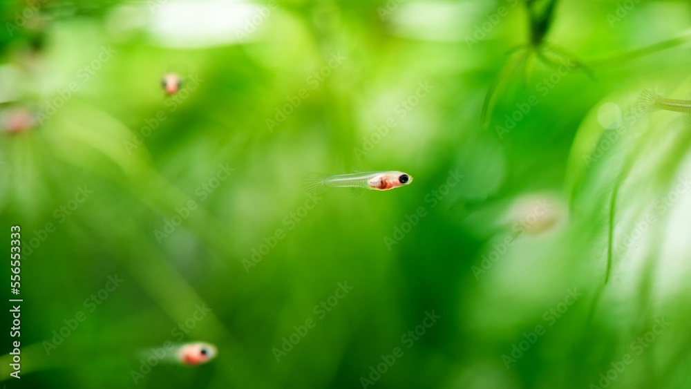 little baby guppy fish, young poecilia reticulata aquarium fish ...