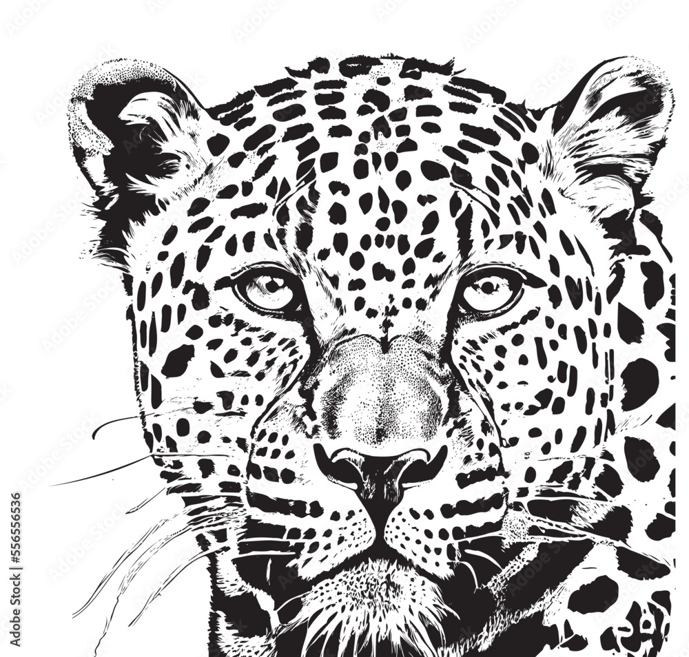 Leopard portrait leopard head sketch hand drawn engraving style Wild ...