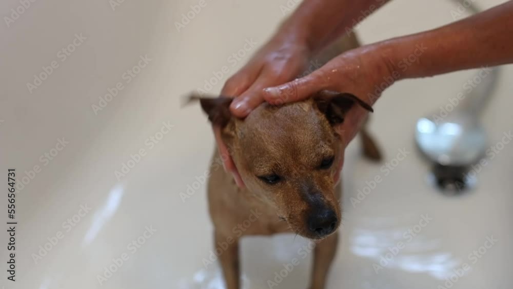 A beautiful and wet brown miniature pinscher is standing in the ...