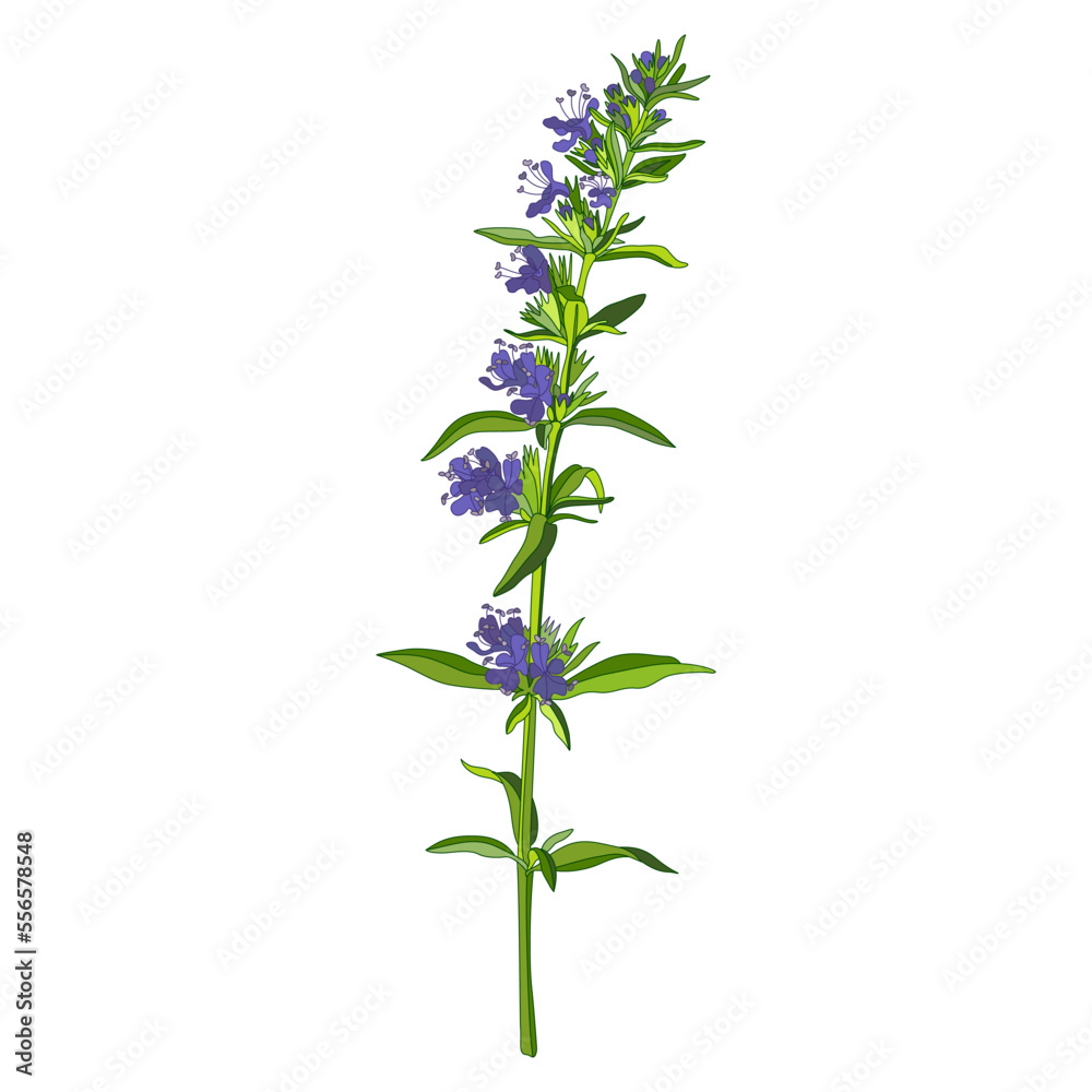 Blooming branch of hyssop plant. Hyssópus officinális. Isolated vector ...
