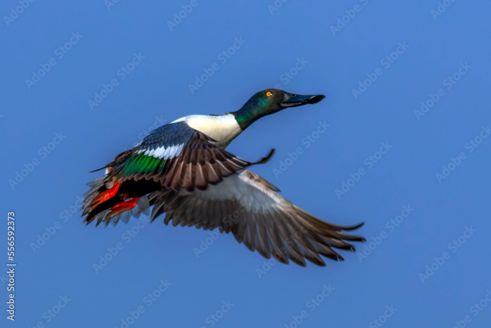 beautiful pictures of northern shoveler duck, The northern shoveler ...