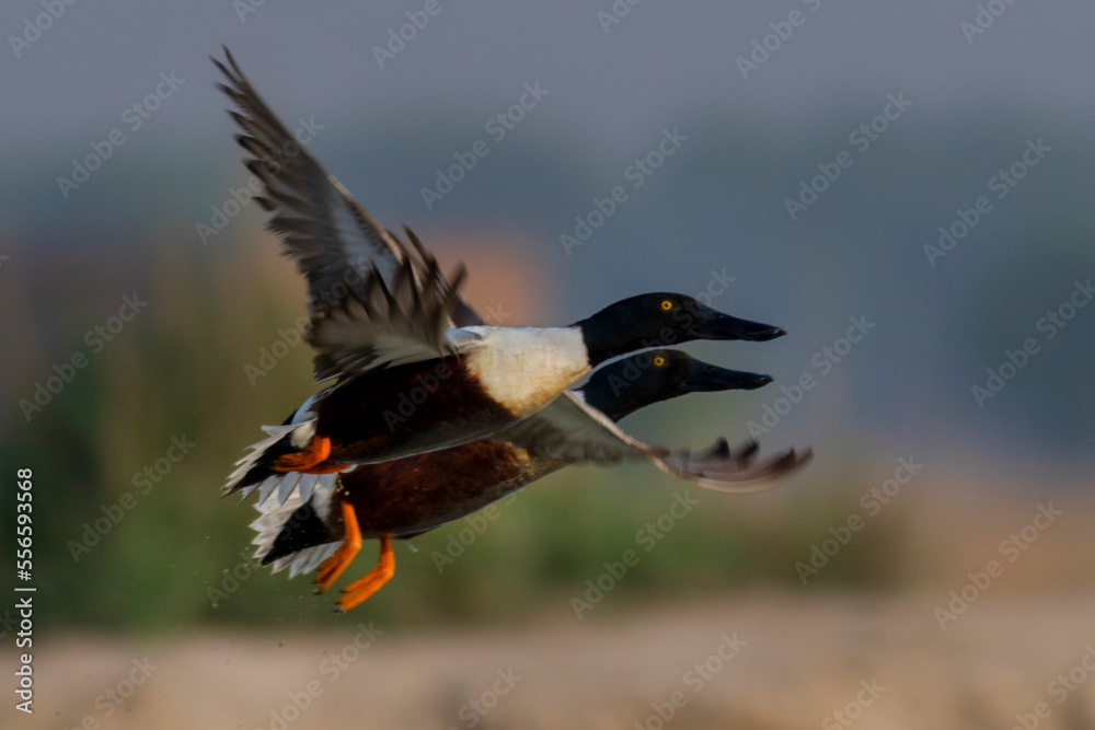 beautiful pictures of northern shoveler duck, The northern shoveler ...