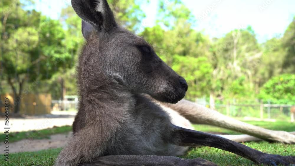 Ground level close up shot capturing a kangaroo lounging, chilling and ...