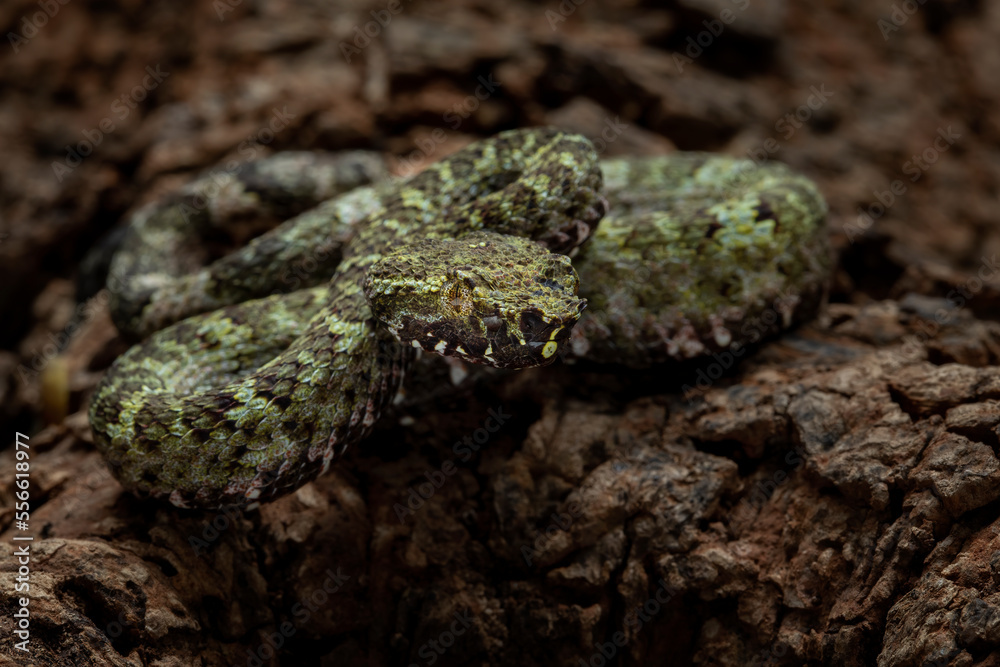 Trimeresurus borneensis, commonly known as the Bornean Pit Viper, is a ...