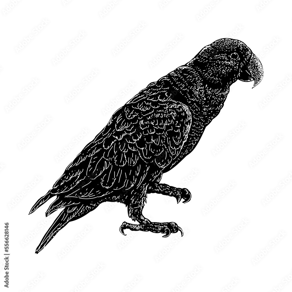 Eclectus Parrot hand drawing. Vector illustration isolated on ...