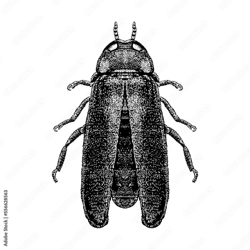 Firefly hand drawing vector illustration isolated on black background ...