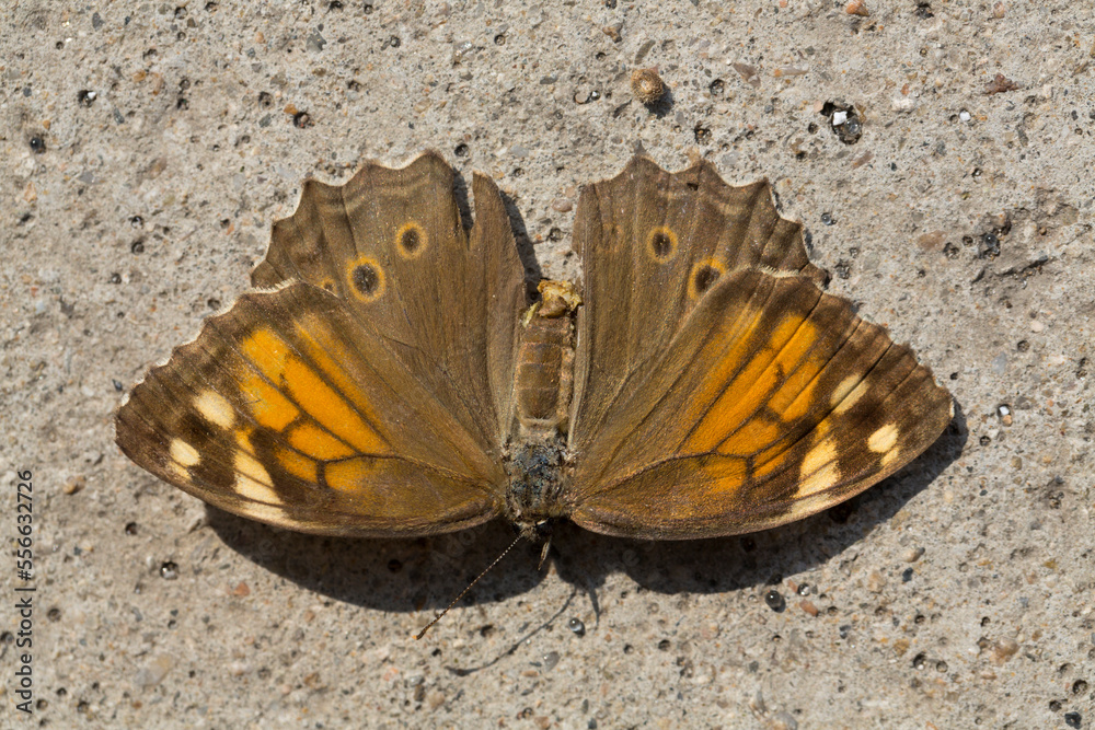 Kirinia roxelana, the lattice brown, is a butterfly of the family ...
