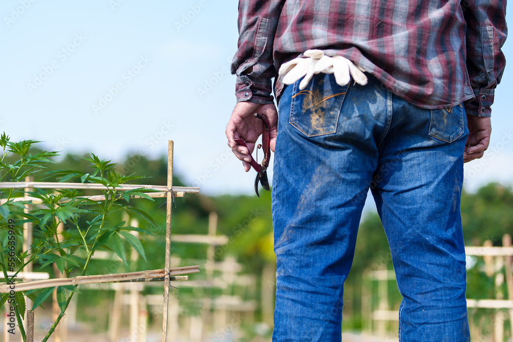 Backyard marijuana grower trimming off water leaves to encourage the ...