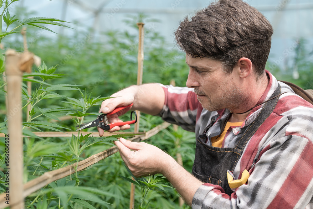 marijuana grower trimming leaves to encourage the plant to bud farmer ...