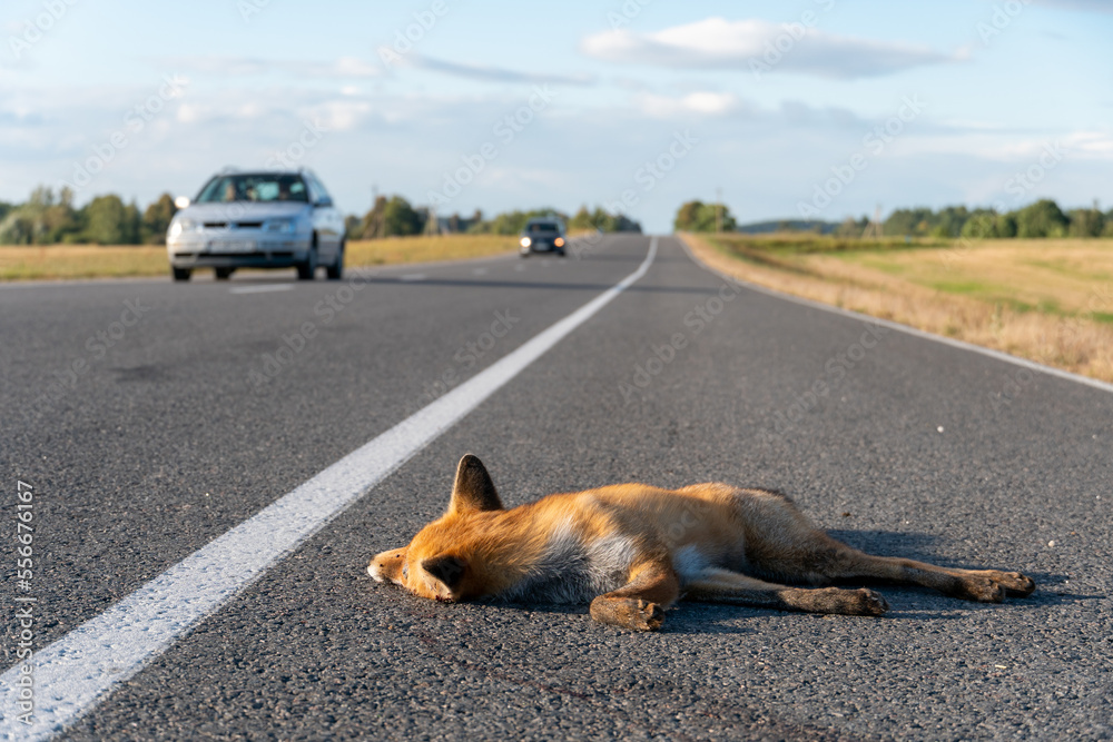 A fox killed by a car on an asphalt road. Dead forest animals by the ...