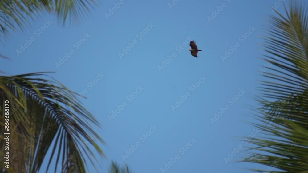 Eagle flying behind the palm trees at Kakolem Beach in Goa, India ...