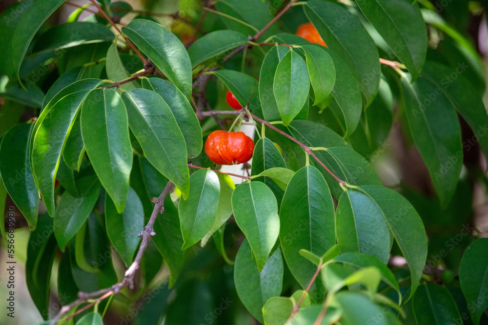 Pitanga (eugenia uniflora) é o fruto da pitangueira, dicotiledônea da ...