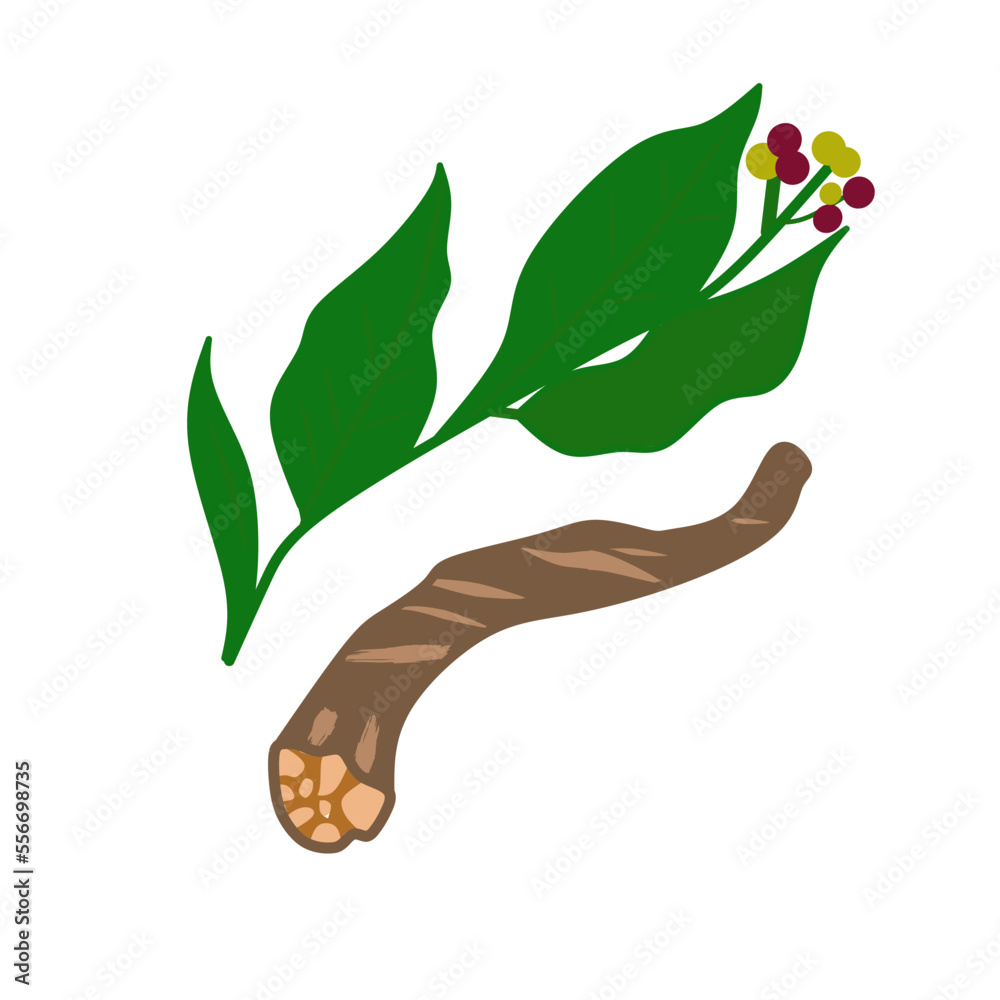 Ayahuasca (Banisteriopsis caapi), medicinal plant isolated on white ...