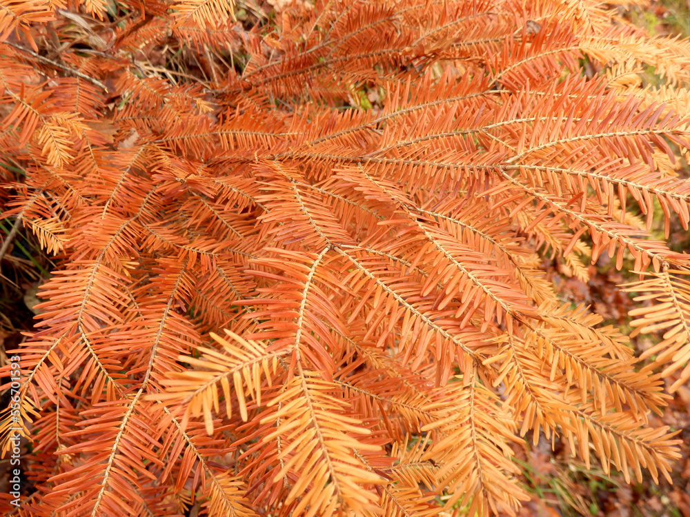 Branch of a Yew tree where the needles have turned brown, possibly as a ...
