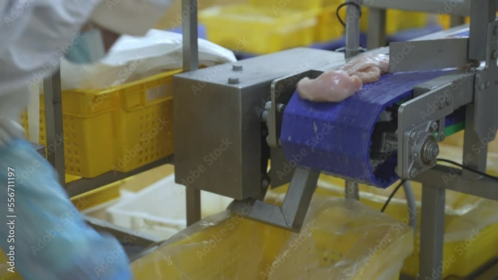 Video „poultry Farm Conveyor Butchered Chicken Carcasses Fresh Breast And Fillet Go Along The