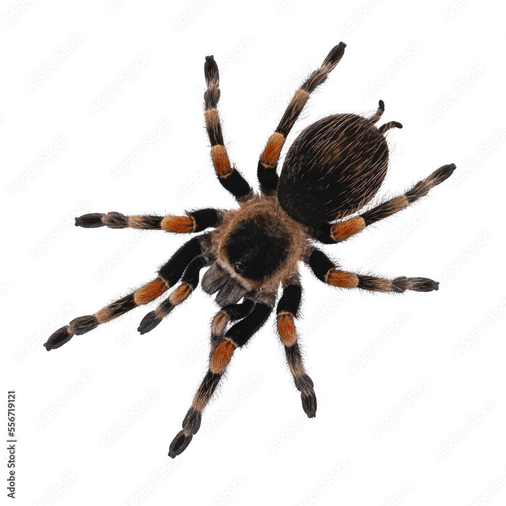 Top view of Mexican Redknee tarantula aka Brachypelma hamorii. Isolated ...