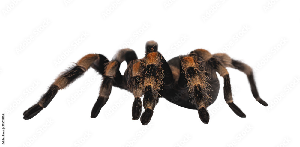 Side view of moving Mexican Redknee tarantula aka Brachypelma hamorii ...