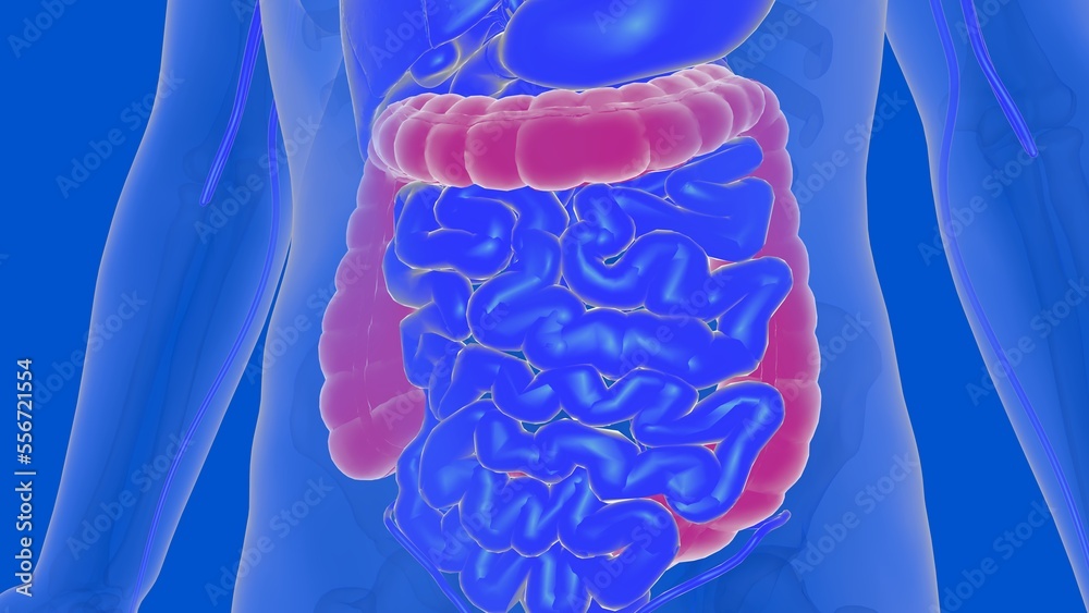 3D Illustration Human Digestive System Anatomy (Large Intestine) Stock ...