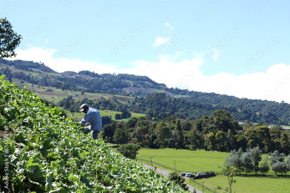 Campesino trabajando en el cambo en Volcan Panama Stock Photo | Adobe Stock