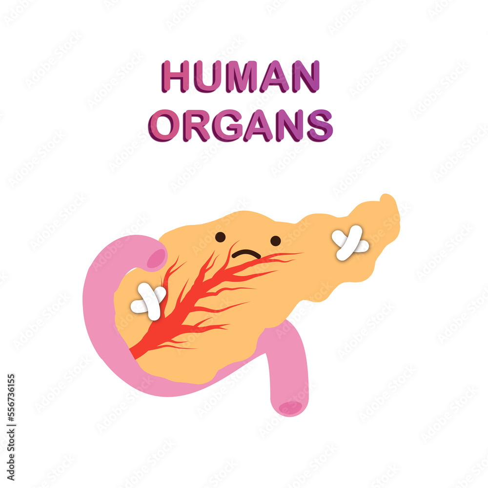 Human organs, pancreas, anatomy Stock Illustration | Adobe Stock