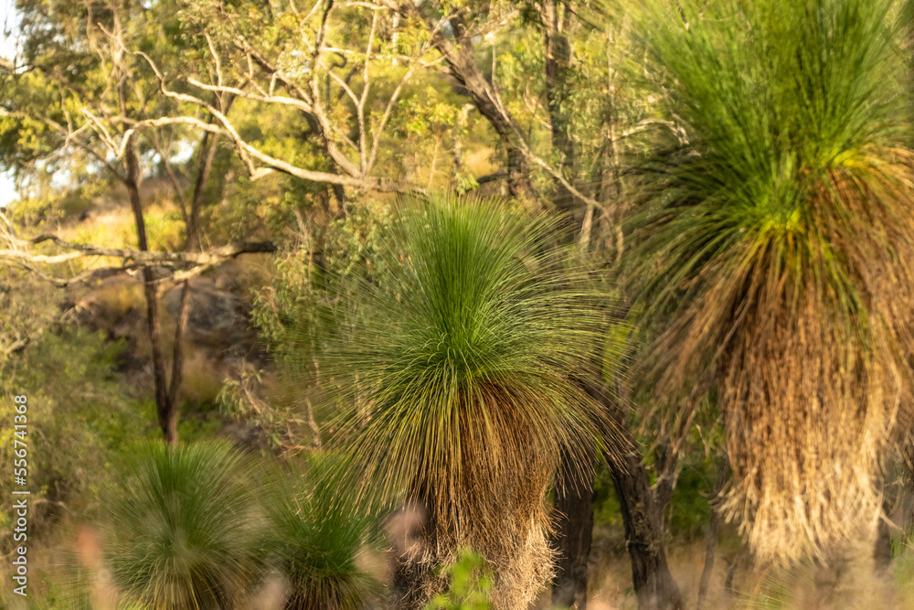 Xanthorrhoea, Balga Grass Plants seen in outback bush area of ...