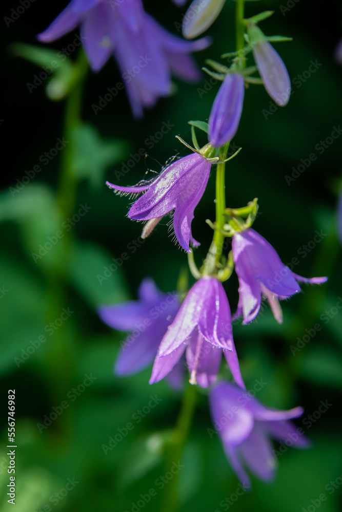 Delicate purple flowers of the Creeping Bellflower (Campanula) AKA ...