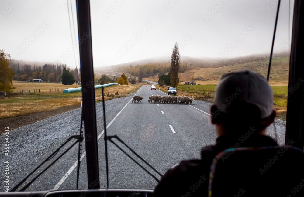 View taken from behind of a bus driver waiting for herd of sheep to ...